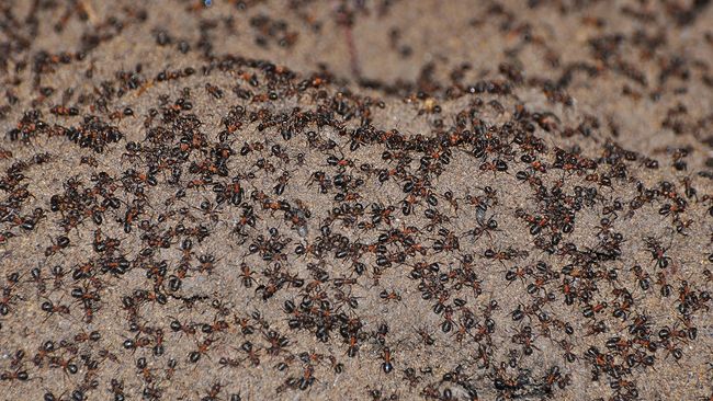 Thousands of Ants Trapped in Polish Nuclear Bunker Turn to Cannibalism ...