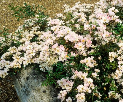 How to grow ground cover roses: for low-growing blooms | Homes and Gardens