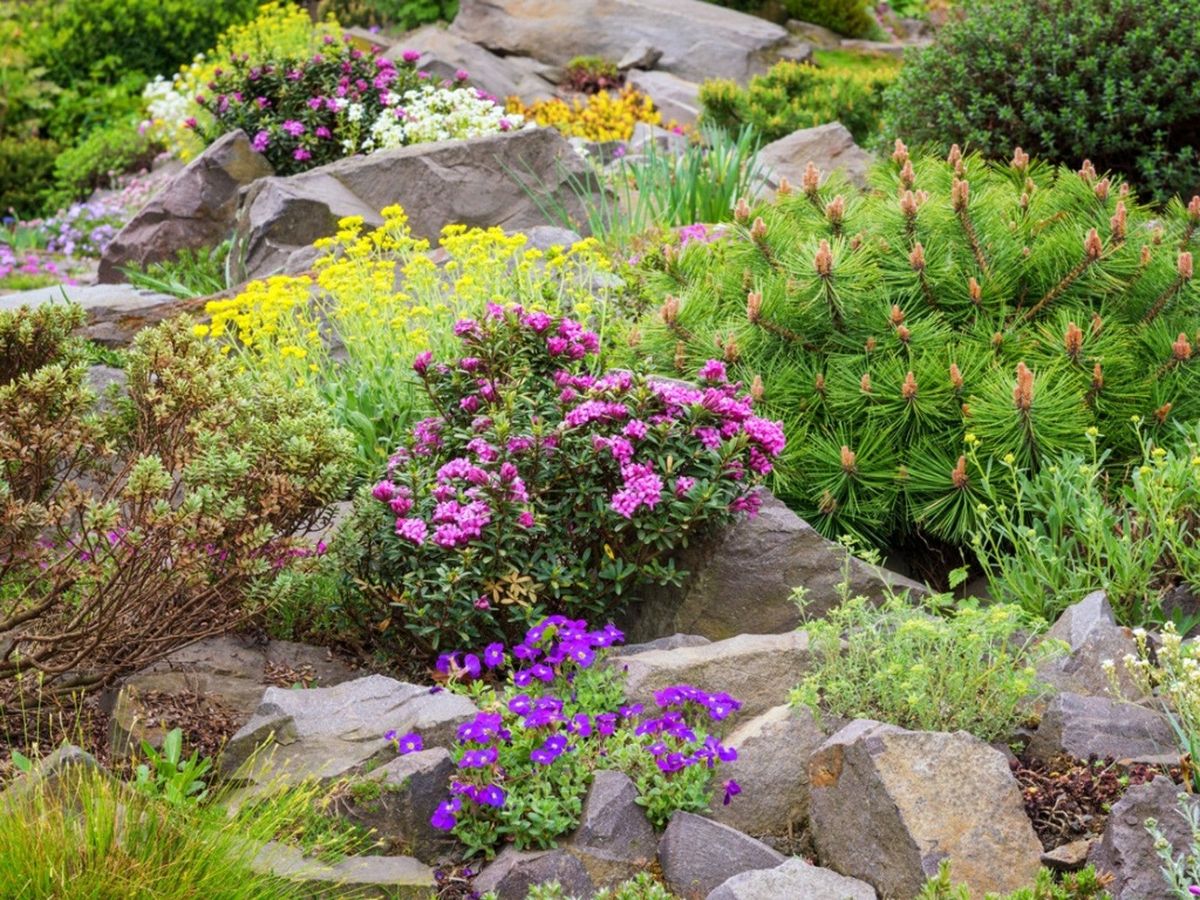 Low-Growing Shrubs For Erosion Control | Gardening Know How