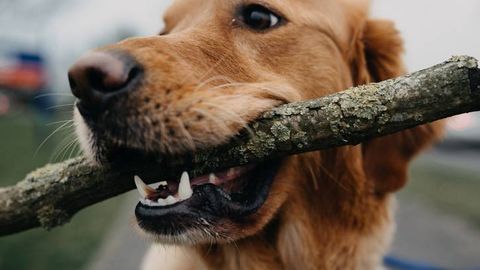 Can dogs eat sticks? Vet talks risks, alternatives, & prevention ...
