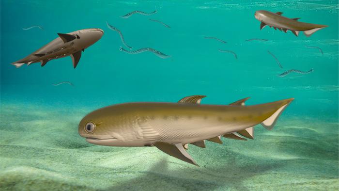 Bizarre, primeval sharklike fish is unlike any vertebrate ever ...