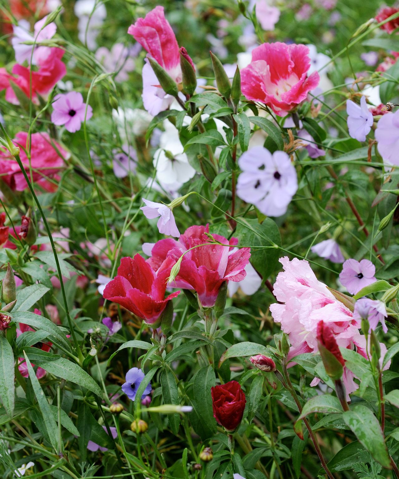 How to start a flower garden - the expert guide | Livingetc