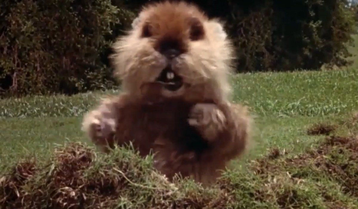 Was The Gopher From Caddyshack All In The Groundskeeper's Head ...