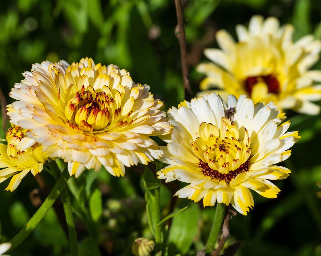 What to plant in January: 14 flowers to add to your garden | Gardeningetc