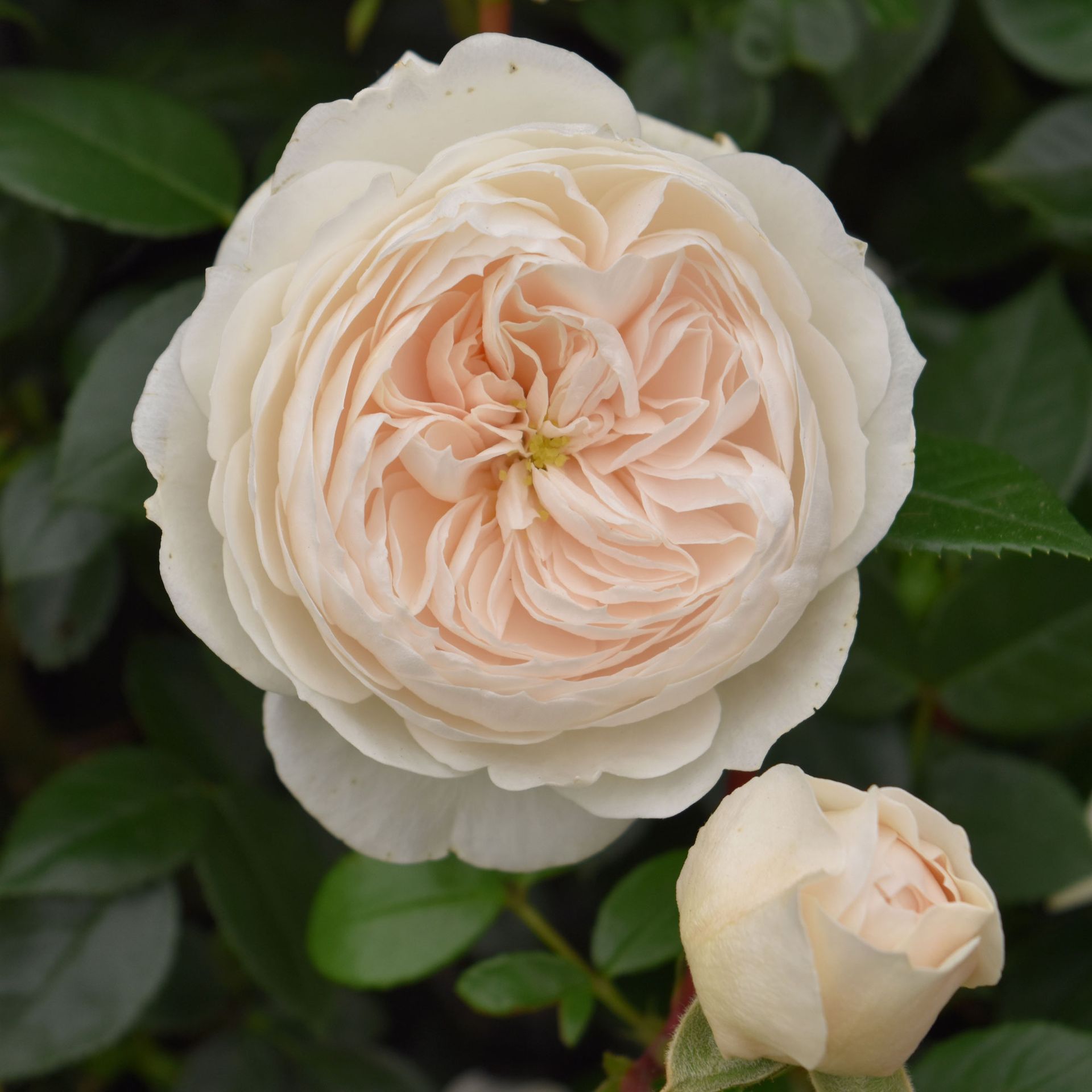 How to grow potted roses - expert advice to help them flourish | Ideal Home