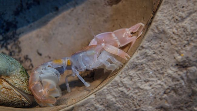 32 non-fish aquarium pets worth checking out for your tank | PetsRadar