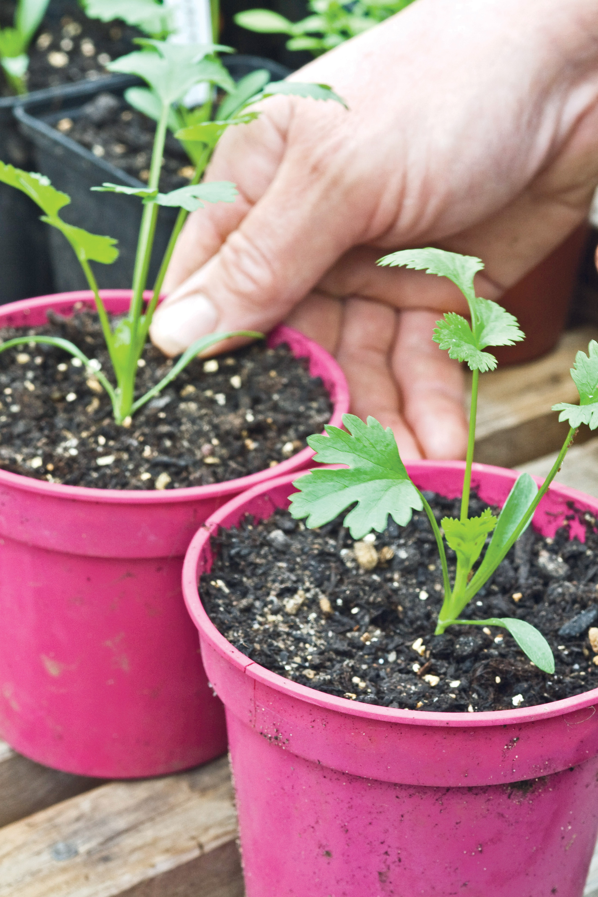 How to grow cilantro: tips on sowing, growing and harvesting this ...