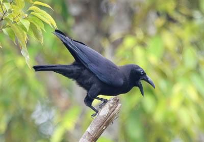 Crow Species
