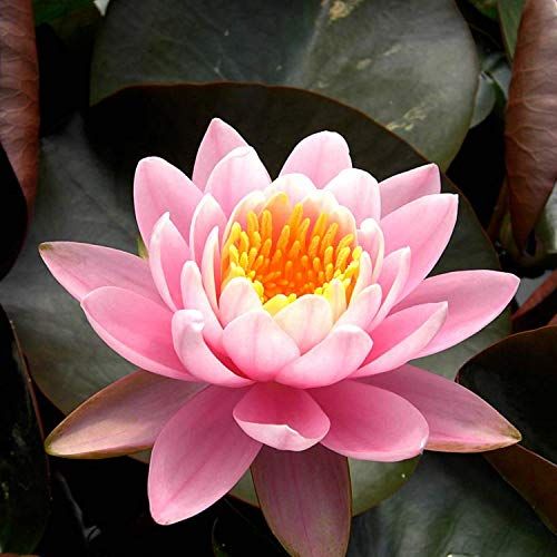 How to grow waterlilies: expert pond plant advice | Homes and Gardens