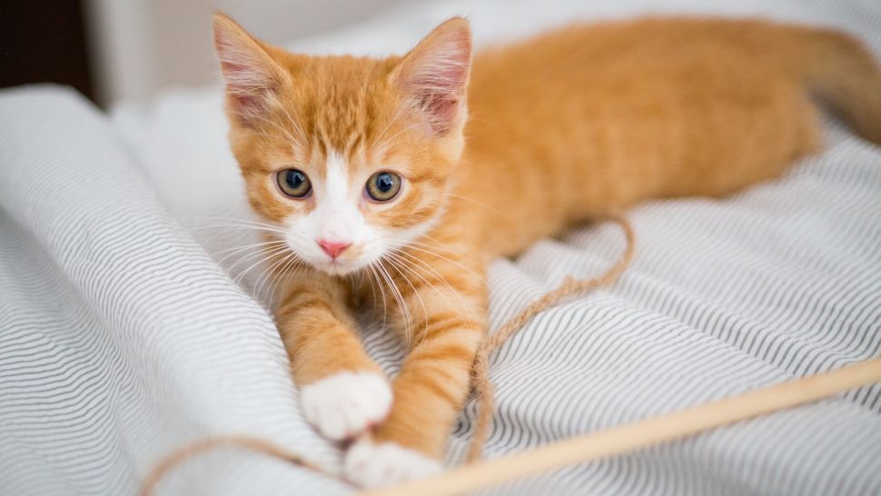 10 orange tabby cat facts that may surprise you | PetsRadar