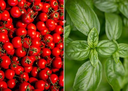 Vegetable Companion Planting — Crops That Grow Well Together | Livingetc