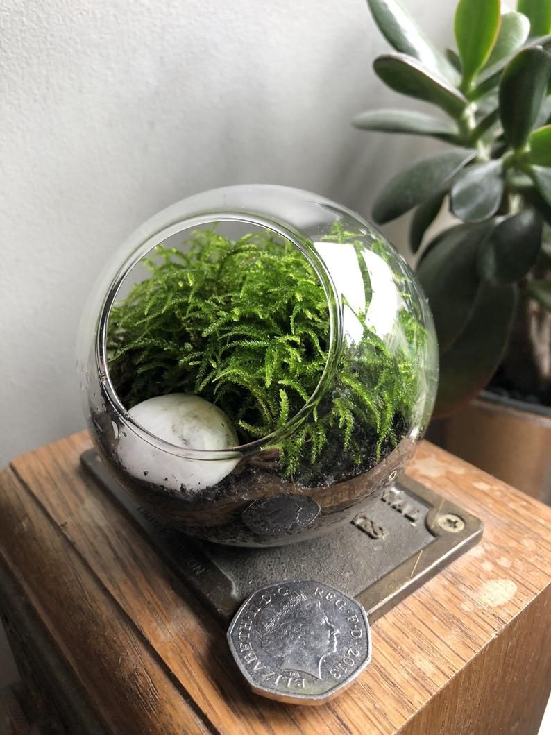 10 terrarium ideas for a beautiful plant display | Real Homes