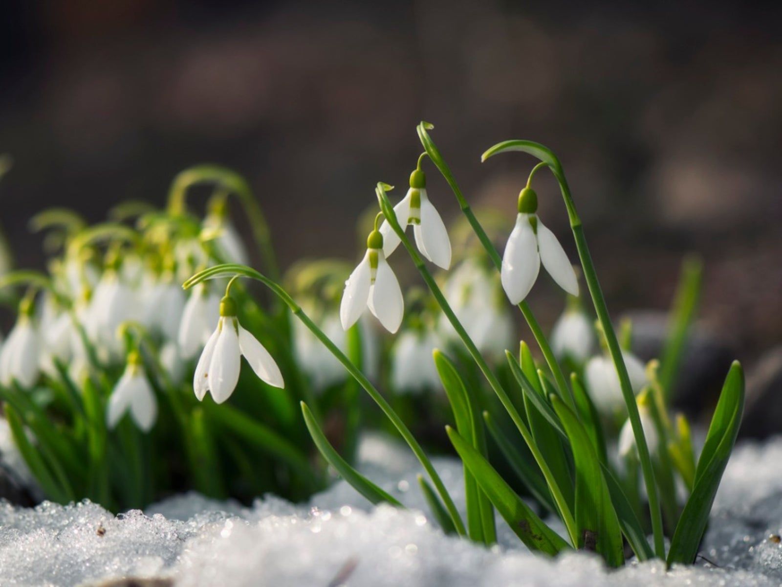 Snowdrop Flower Care: How To Grow This Early Spring Bloomer | Gardening ...