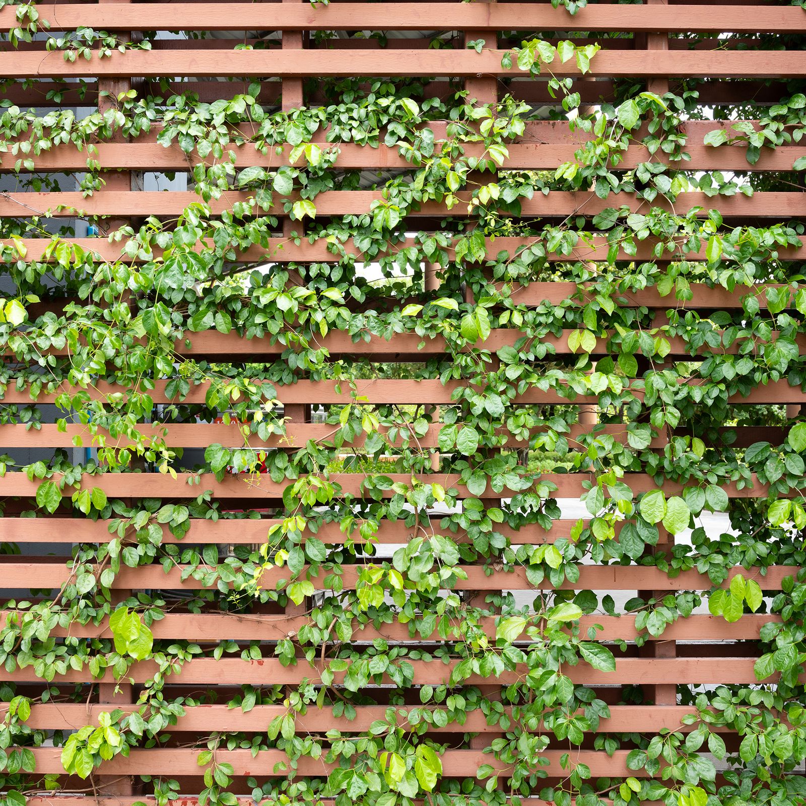 How to kill ivy roots in 5 easy steps | Ideal Home