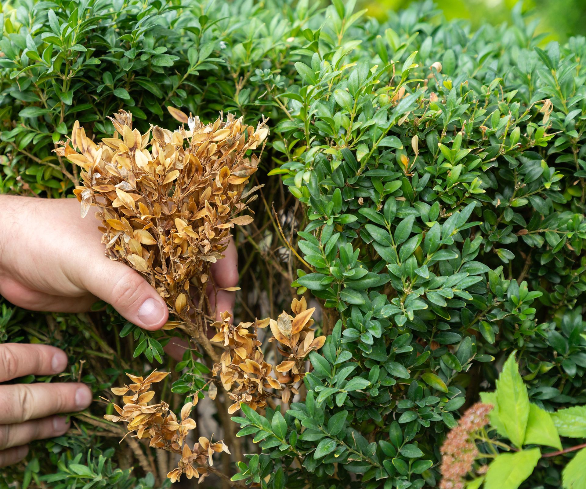 How To Identify, Remove And Prevent Boxwood Leafminer | Gardening Know How