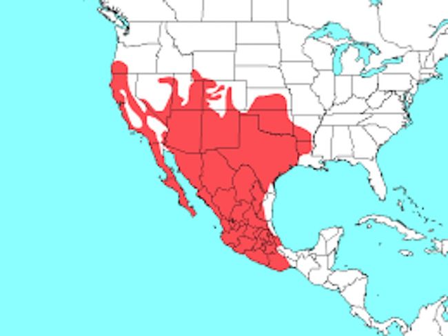 Ringtail Cats: Photos of the 'Cutest Animal in North America' | Live ...