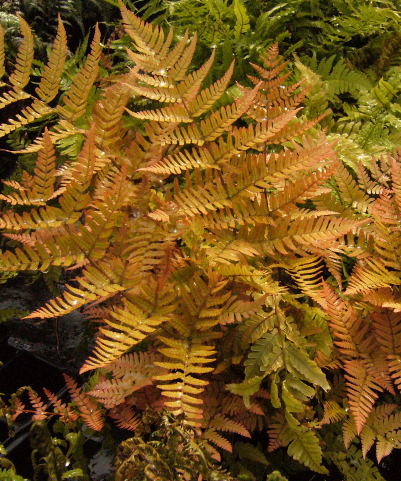 The Best Ferns for Containers – Here's 5 Expert Picks | Homes and Gardens