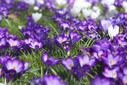 How to plant a bulb lawn for a carpet of spring blooms | Livingetc