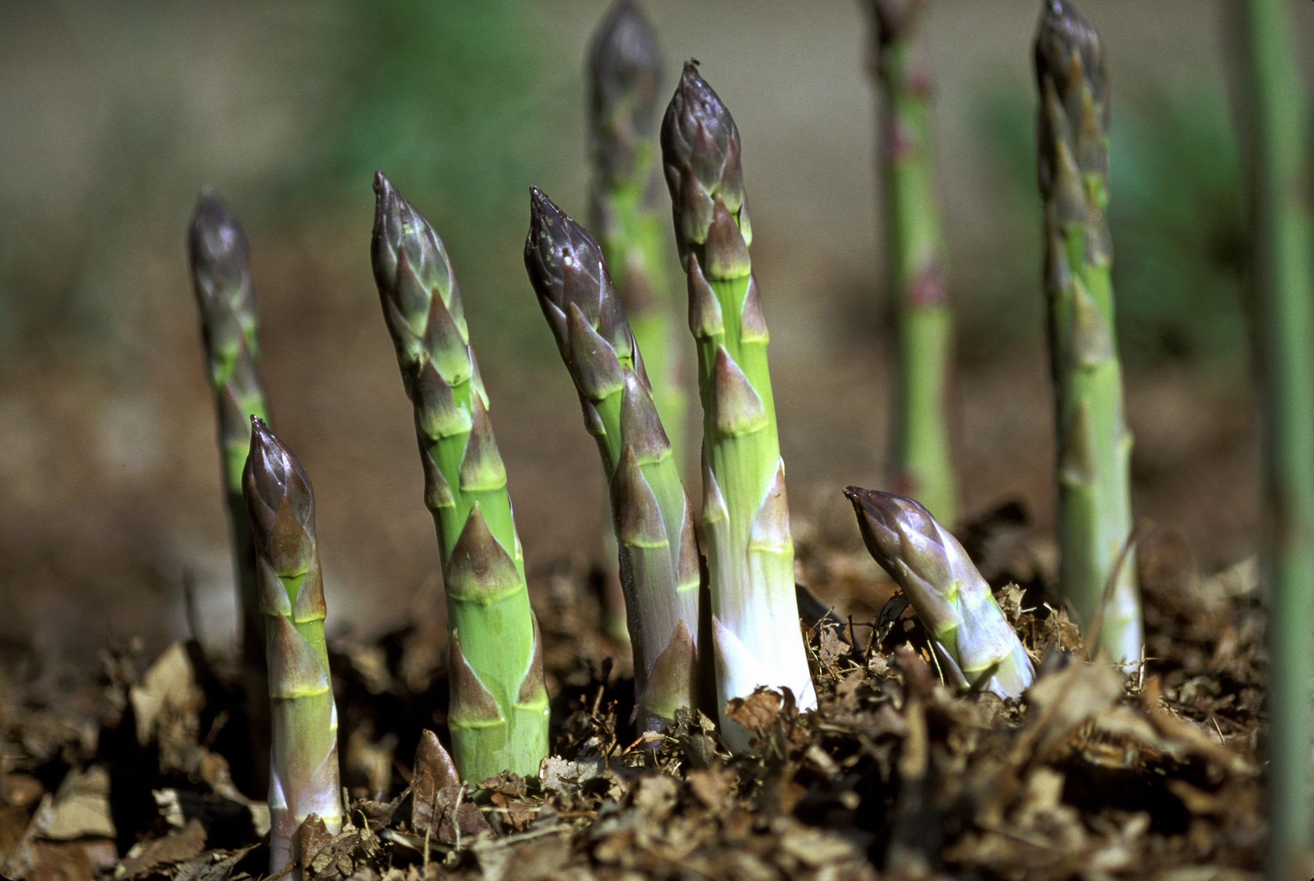 How to grow asparagus, the 'mini-vegetable orchard' which pokes its ...