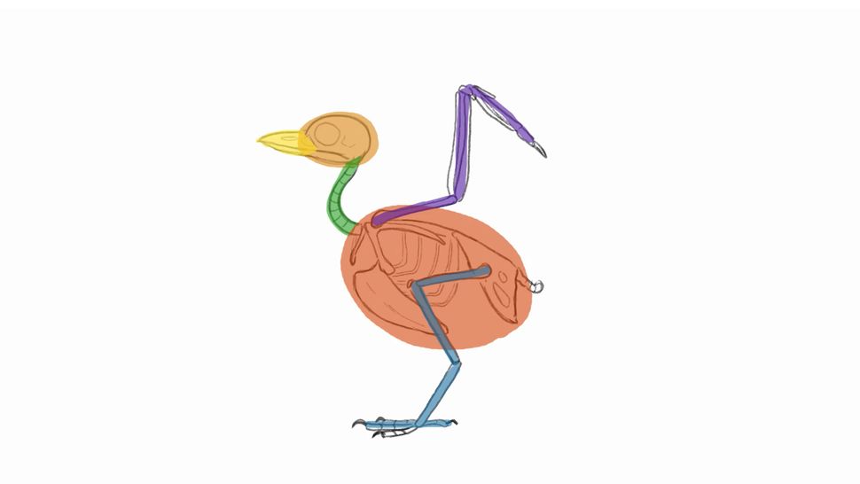 How to draw a bird | Creative Bloq