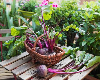 How to grow beetroot: practical tips for growing this tasty root ...