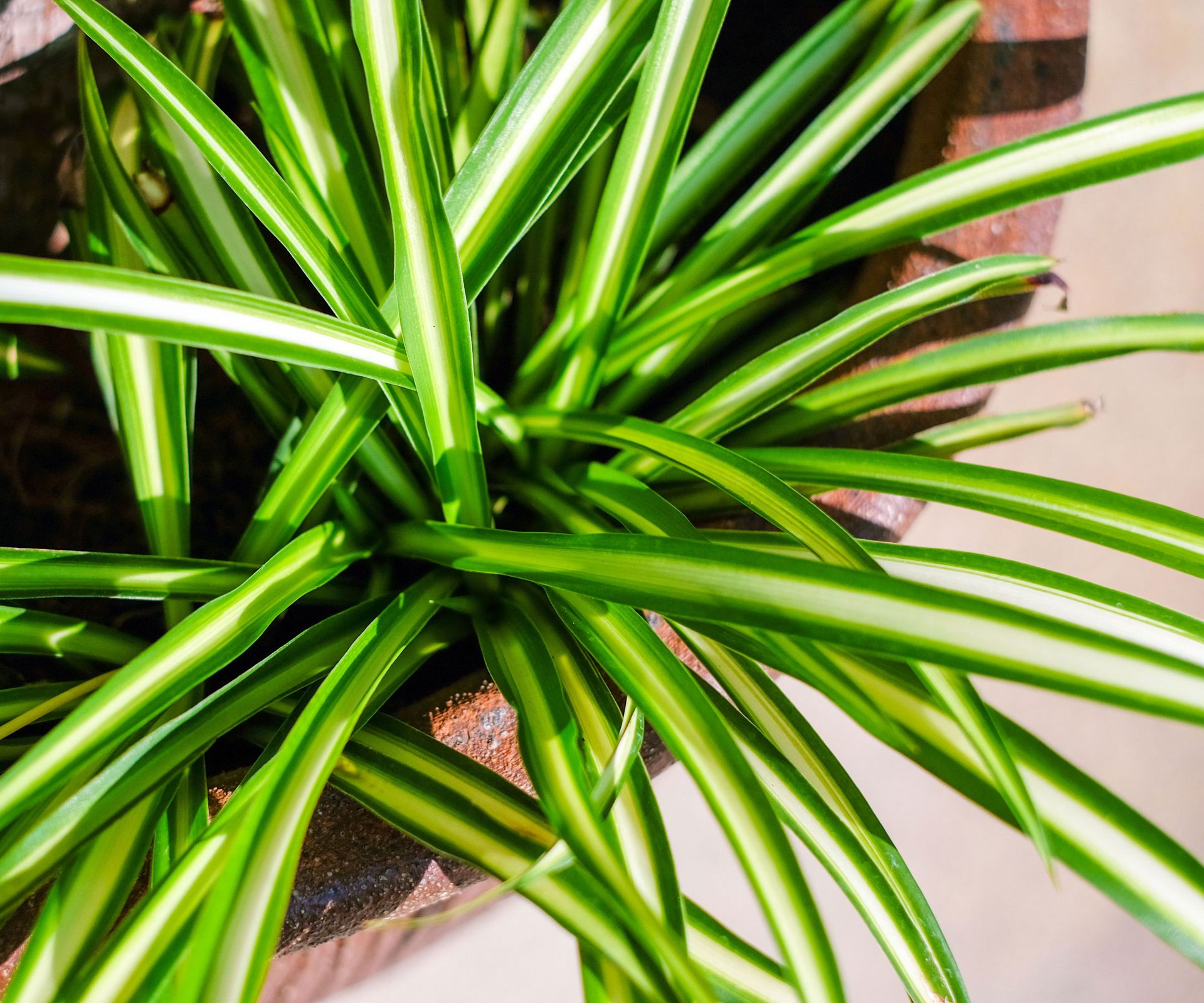 8 Types Of Spider Plants For Easy Houseplant Harmony | Gardening Know How