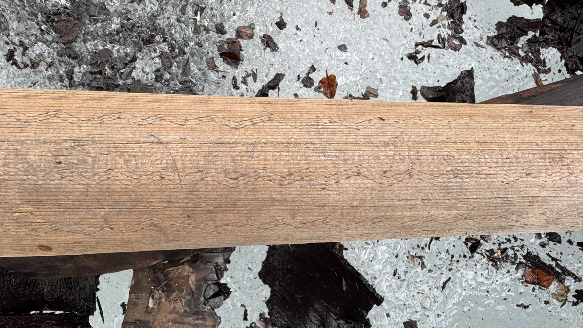 Archaeologists discover 1,500-year-old reindeer trap and other ...