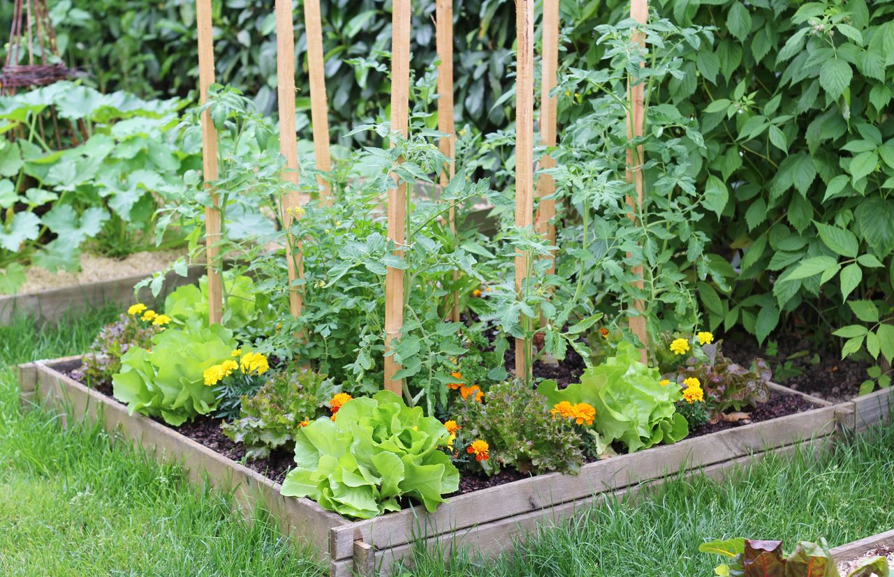 Tomato companion planting: what to grow alongside tomatoes | Homes and ...