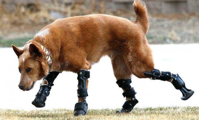 The heartbreaking stories behind 5 adorable bionic dogs | The Week
