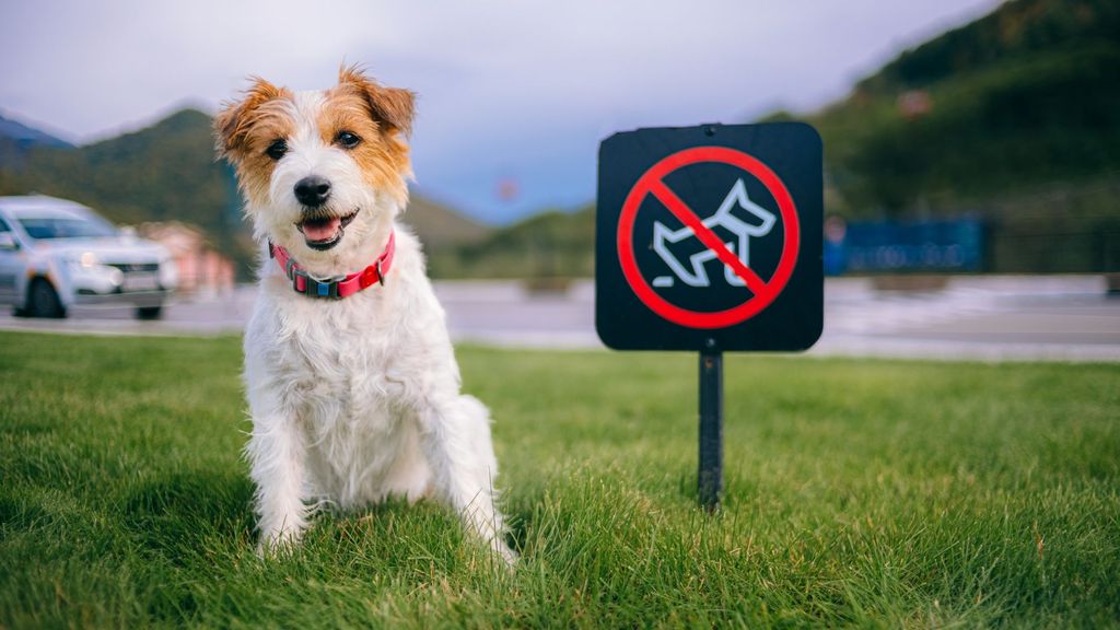 Dog ownership laws and pet rules in the US | PetsRadar