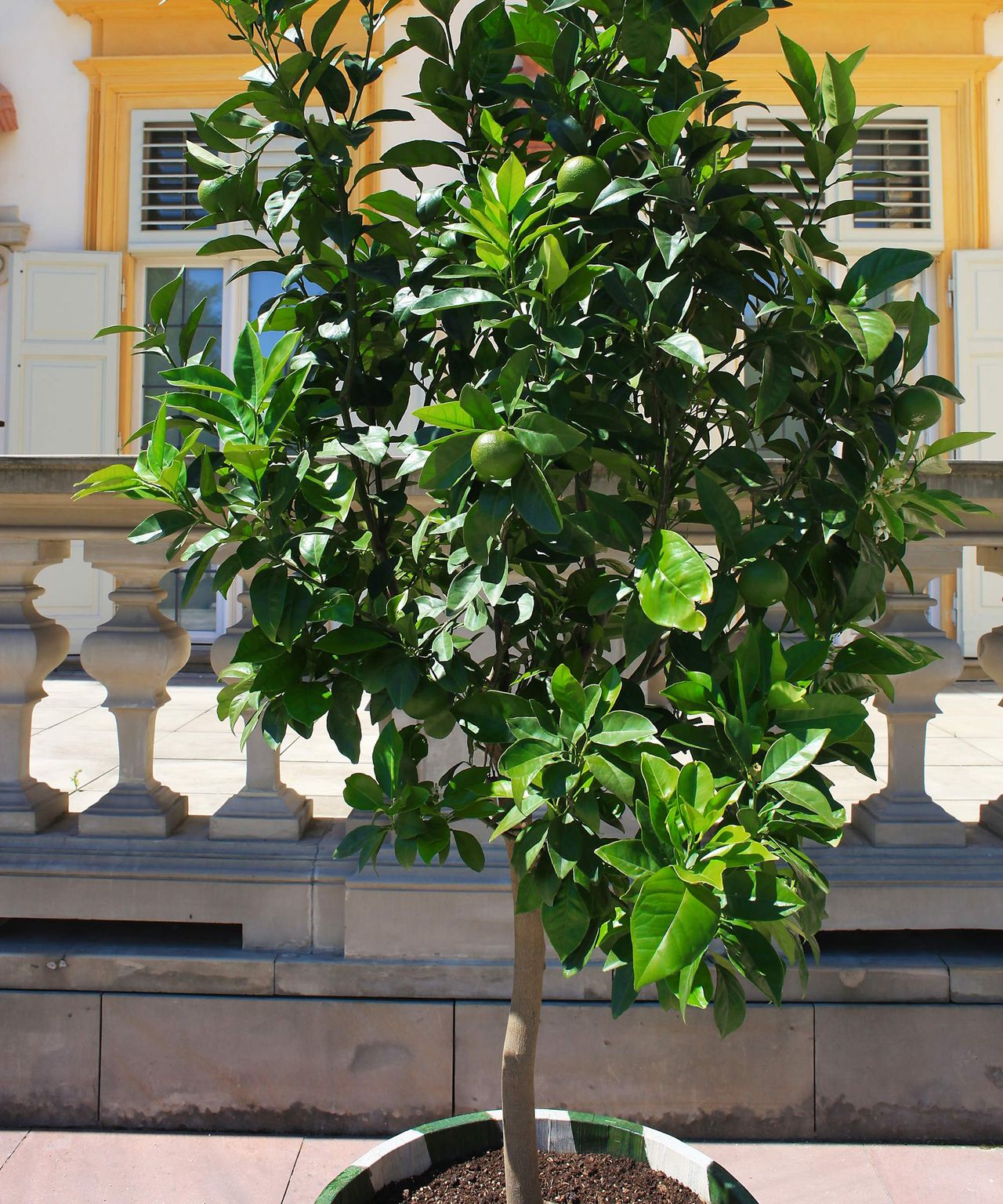 How to prune a lime tree - expert tips for correct trimming | Homes and ...