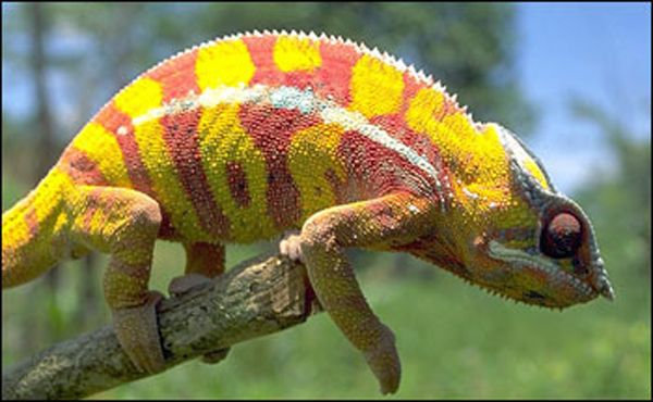Chameleon Color Change Isn't All About Hiding | Live Science
