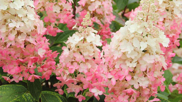 How To Grow And Care For A Pinky Winky Hydrangea | Gardening Know How