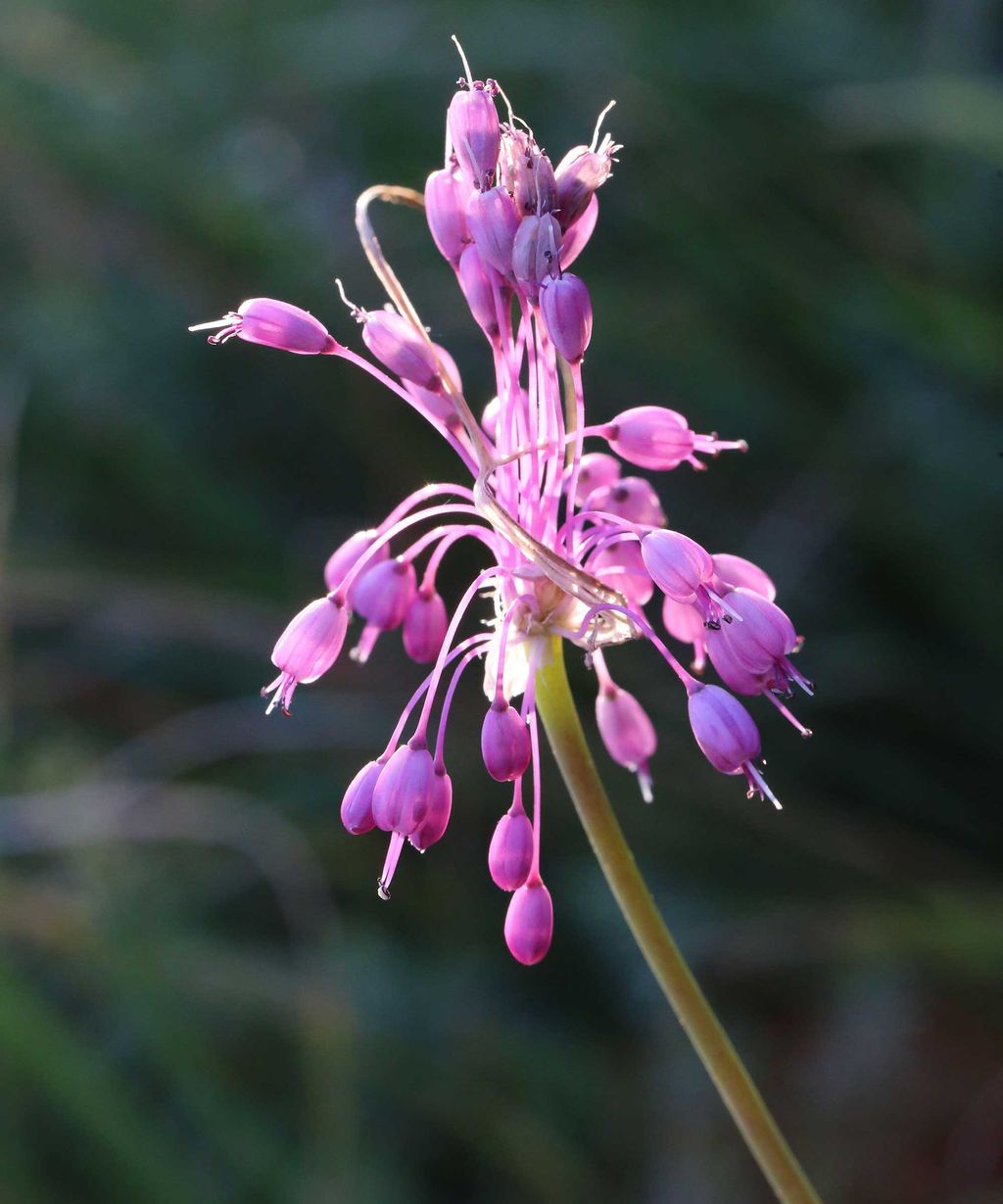 Types of alliums: 15 beautiful bulbs for your garden | Gardeningetc