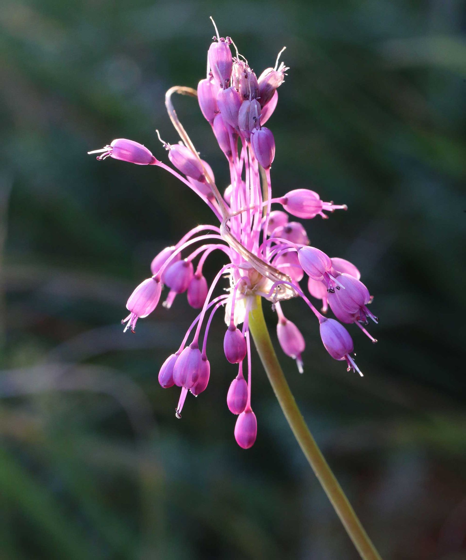Types of alliums: 15 beautiful bulbs for your garden | Gardeningetc