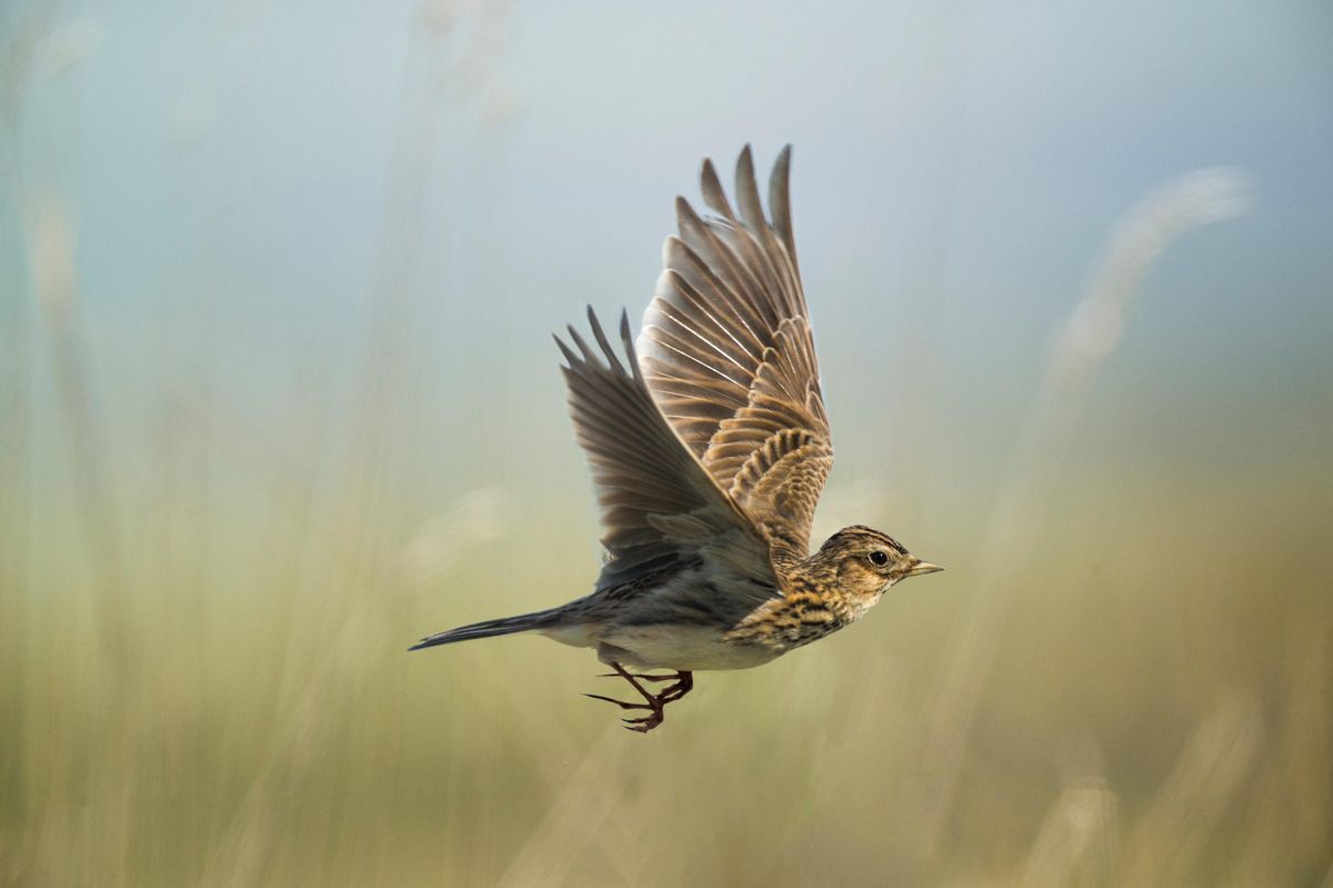 Skylarks: the birds that inspired countless poets and one of Britain's ...