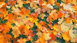 How to rake leaves the easy way — tips and tricks | Tom's Guide