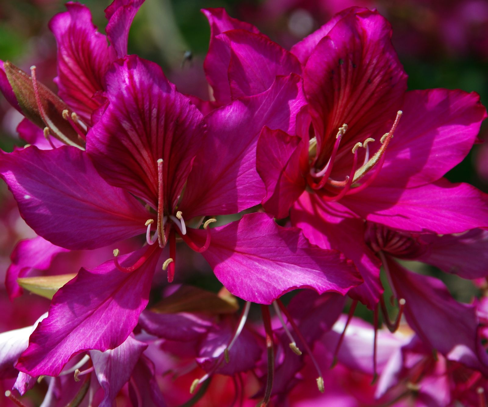 How to grow an orchid tree: for vibrant blooms in the yard | Homes and ...