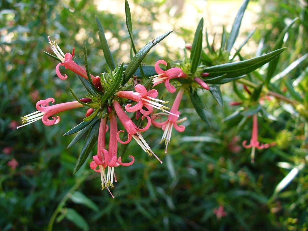 Golden Creeper Plants - Learn How To Grow Golden Creeper In The ...