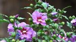 Low-maintenance shrubs: 11 easy-care options for every yard | Homes and Gardens