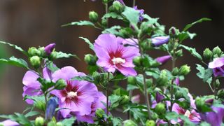 10 best wind-resistant shrubs for protection as well as color | Homes ...