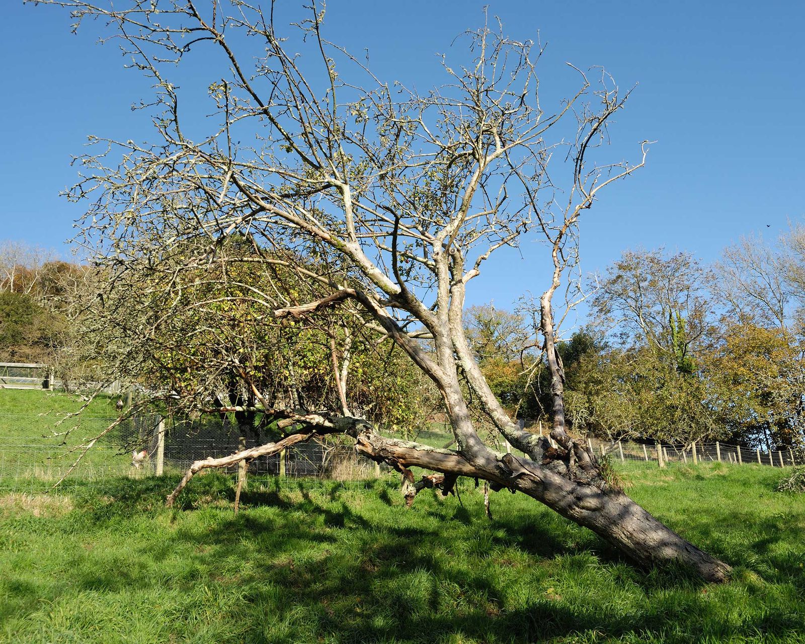 Honey fungus: what is it and how to tackle it | Gardeningetc