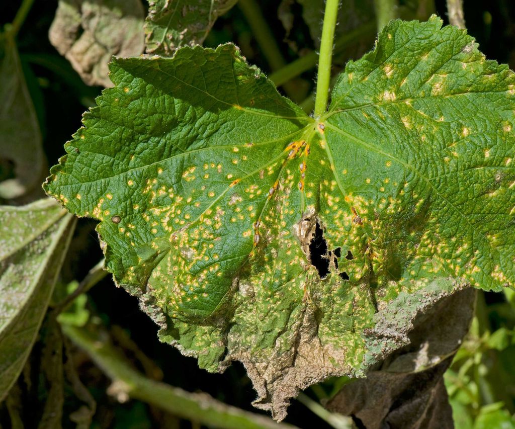 Hollyhock rust: how to prevent it, according to the experts | Homes and ...