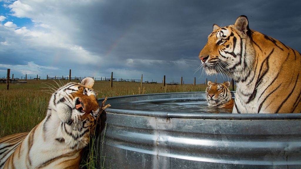 Incredible wildlife photography exhibition showcases the beauty of big ...