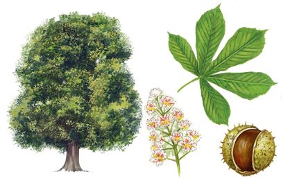 A simple guide to identifying British trees | Country Life