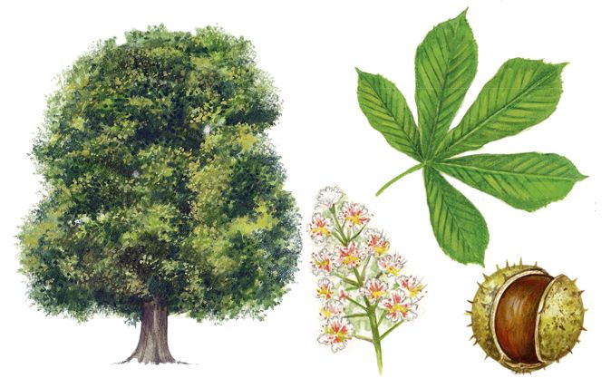 A simple guide to identifying British trees | Country Life