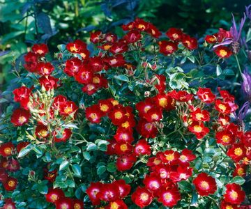 How to grow ground cover roses: for low-growing blooms | Homes and Gardens