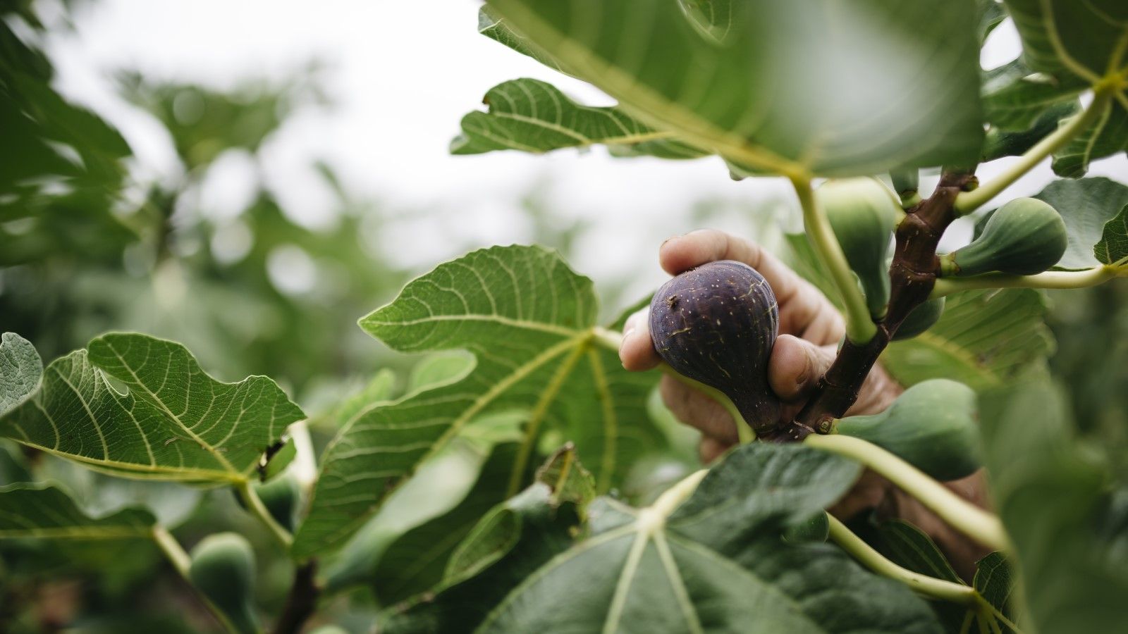 Expert tips for when to prune fig trees each year | Homes and Gardens