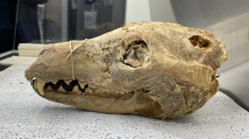 Articles by Sascha Pare, Trainee staff writer | Live Science