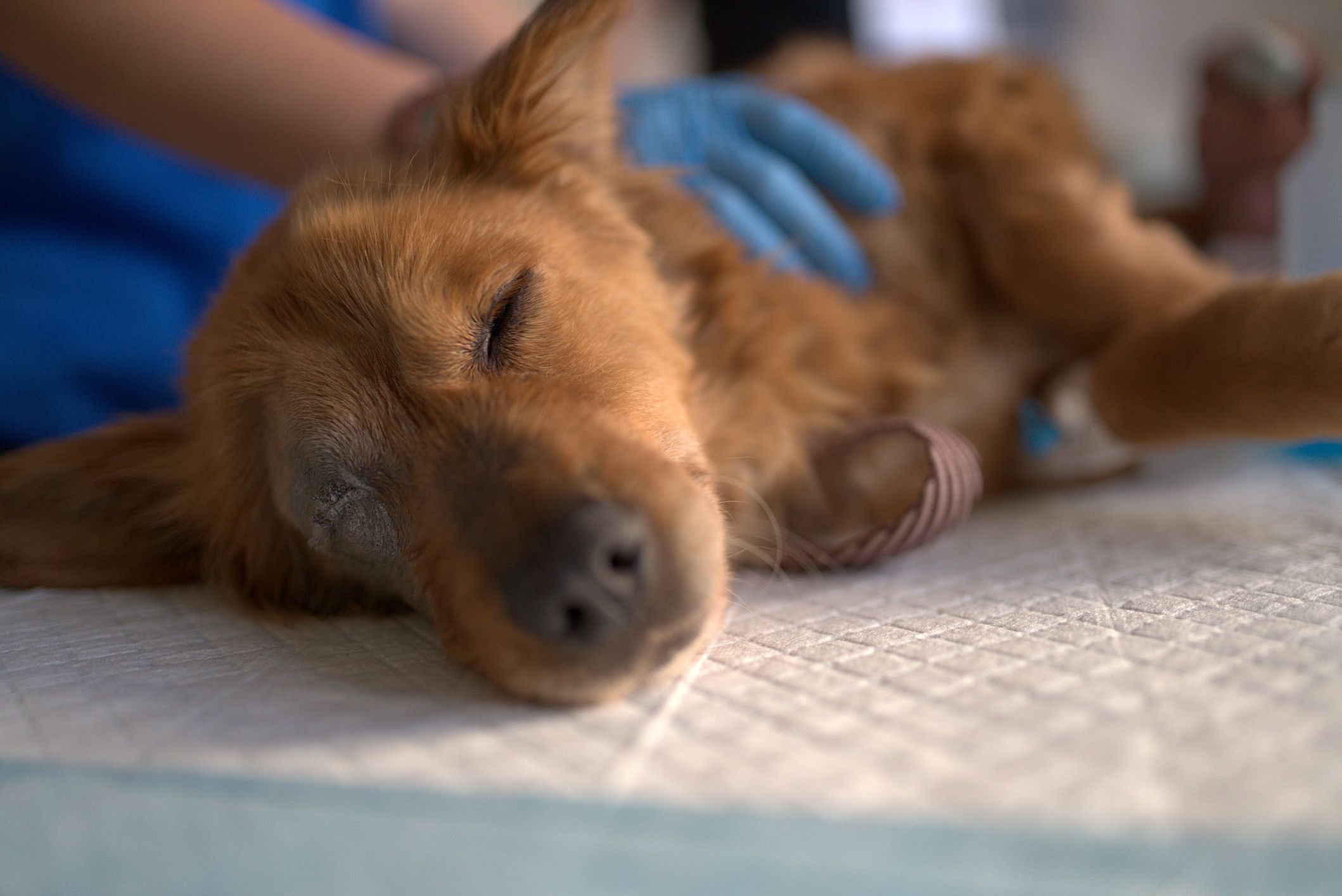 UK dog owners warned about flesh-eating disease | Woman & Home